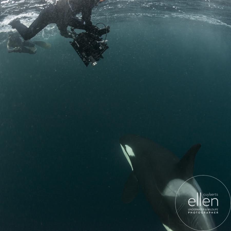 Underwater Documentary Cinematography: Filmmaker Profile Michael Maes